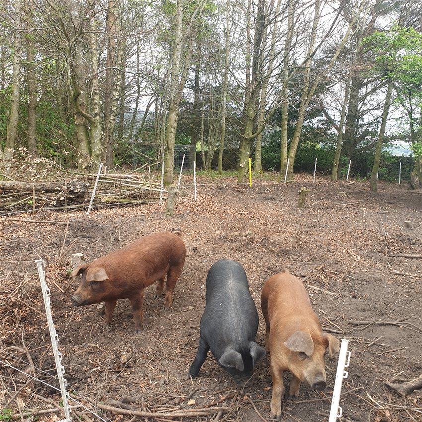 Uppergate Farm | Farm Stay