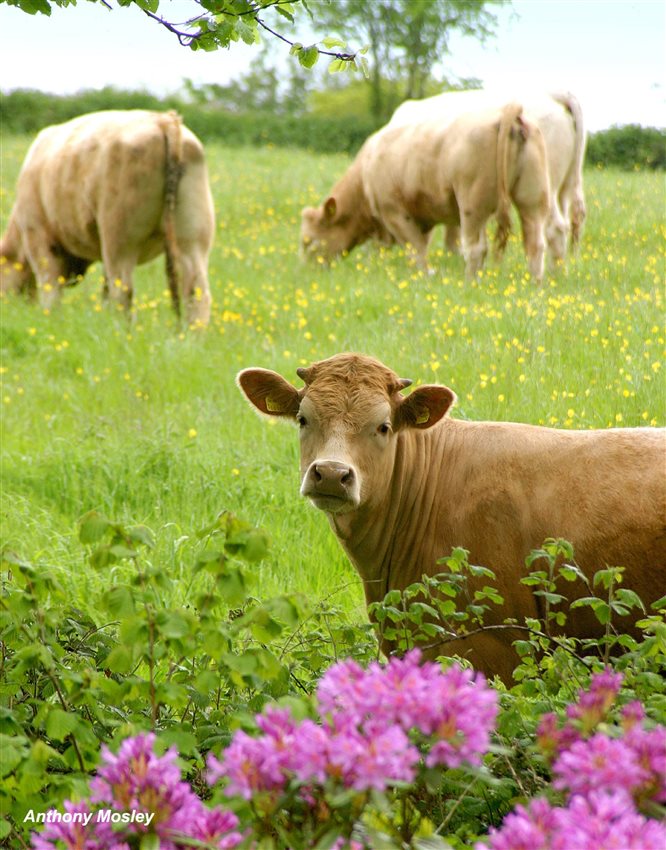 Todsworthy Farm | Farm Stay