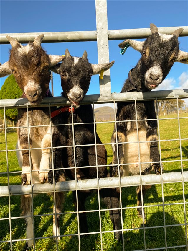Snowdonia Holidays ~ Tyddyn du Farm | Farm Stay