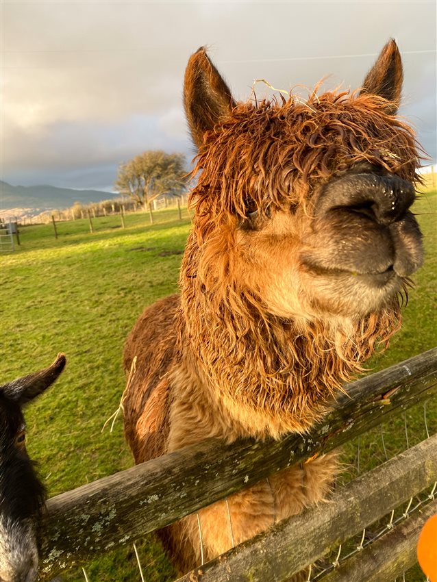 Snowdonia Holidays ~ Tyddyn du Farm | Farm Stay