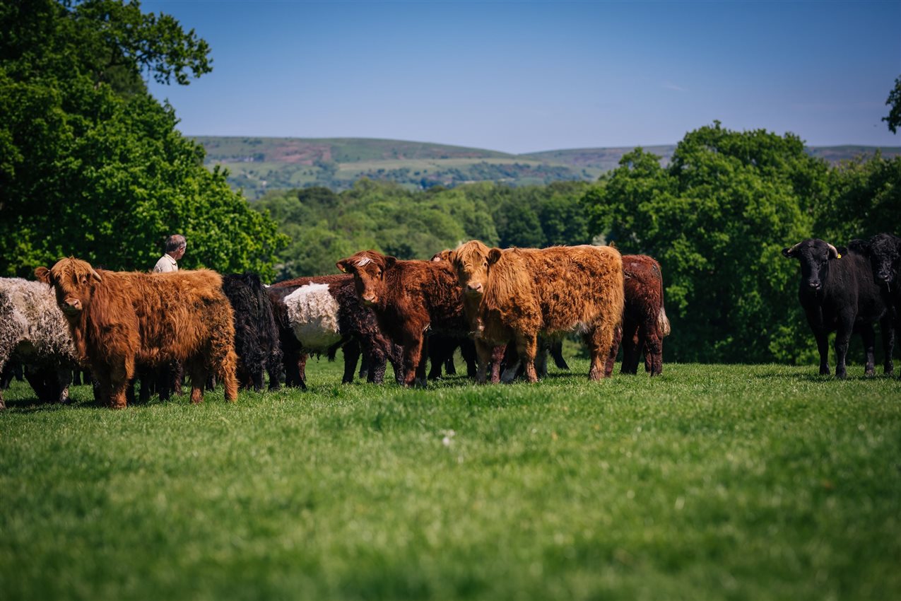 Yew Tree Farm | Farm Stay