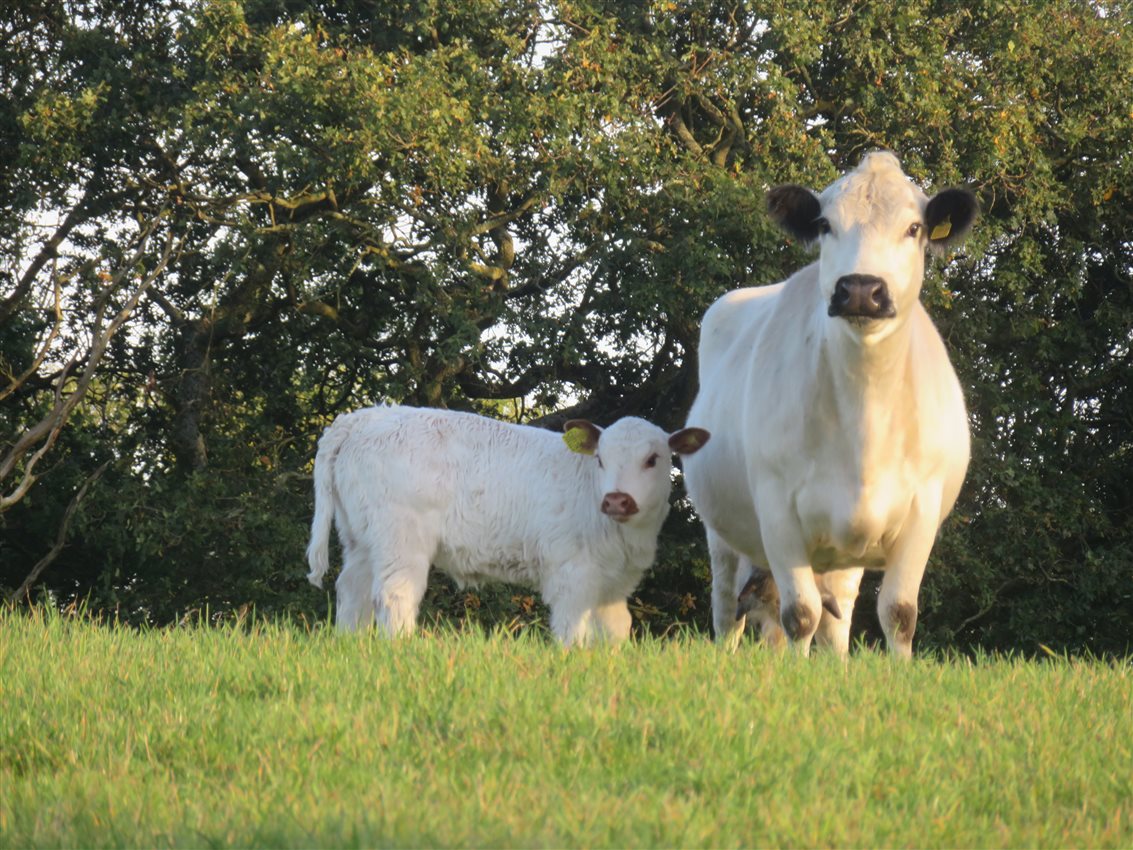 Brickwall Farm | Farm Stay